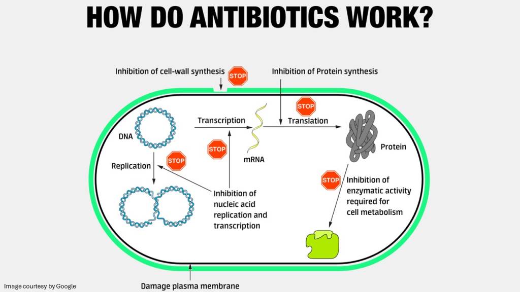 Understanding How Antibiotics Work: A Comprehensive Guide